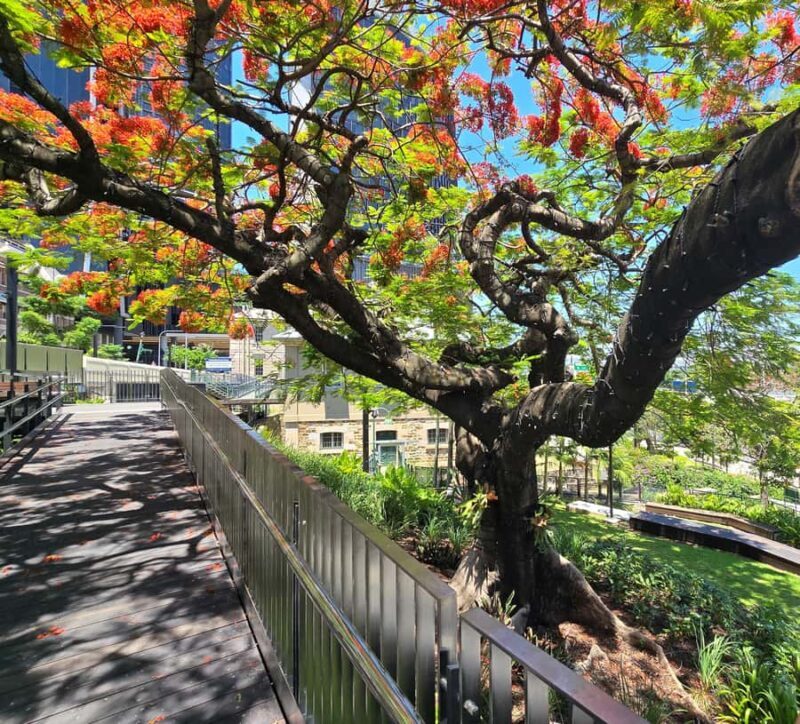 The Brisbane Experience: City Walking Tour - Authentic Insights from Reviews