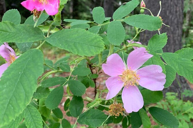 The Canmore History Tour - 1.5H Walk - The Sum Up