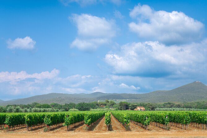 The classics - Guided tour with DOC Bolgheri tasting - Key Points
