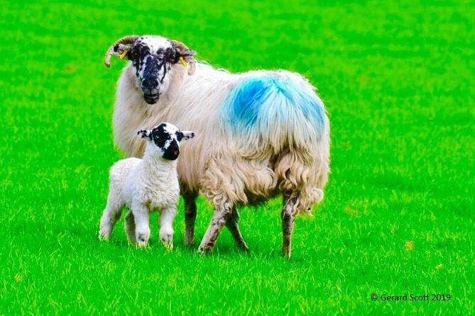 The Cliffs of Moher Day Tour - Frequently Asked Questions