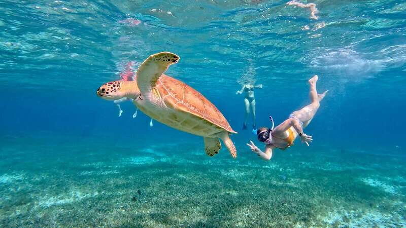 The Cozumel Turtle Sanctuary Snorkel Tour - Three Things We Love About This Tour