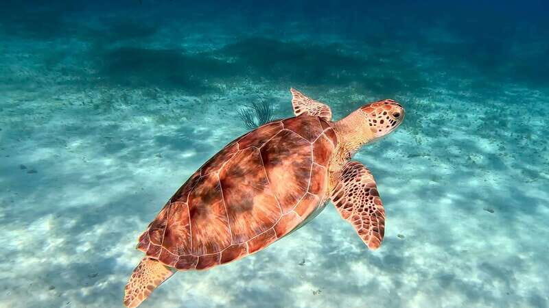 The Cozumel Turtle Sanctuary Snorkel Tour - Setting the Scene: What to Expect