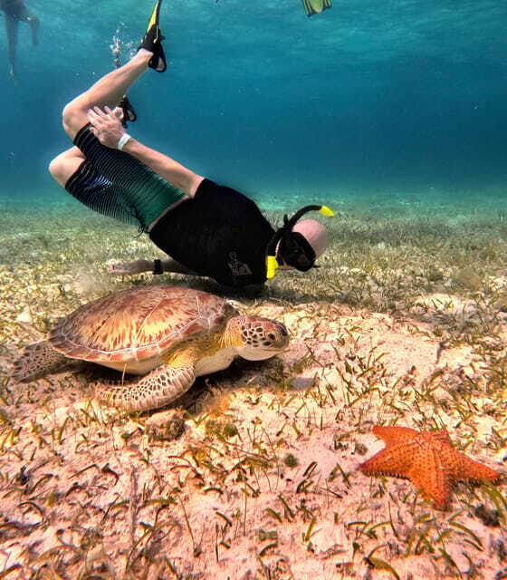 The Cozumel Turtle Sanctuary Snorkel Tour - Turtle Sanctuary Experience