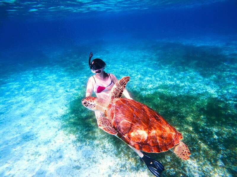The Cozumel Turtle Sanctuary Snorkel Tour - El Cielo: The Starfish Paradise
