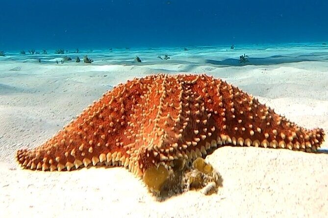 The Cozumel Turtle Sanctuary Snorkel Tour - Who Is This Tour Best For?  