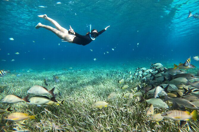 The Cozumel Turtle Sanctuary Snorkel Tour - The Sum Up  