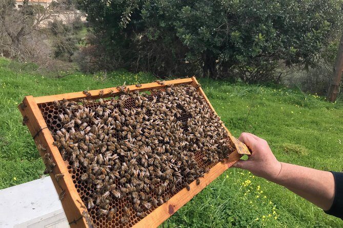 The Cretan Way of Life at the mountains of Rethymno (Mylopotamos) - Highlights in Detail
