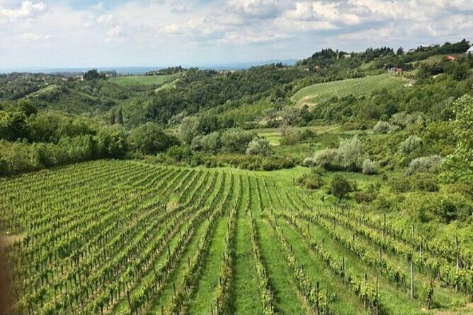 The Dionysus Tour - Wine Tasting at Pleivica and Samobor visit - Key Points