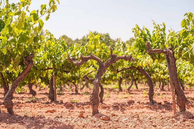 The Essence of Priorat | Private Wine Tour from Barcelona - The Landscape and Atmosphere