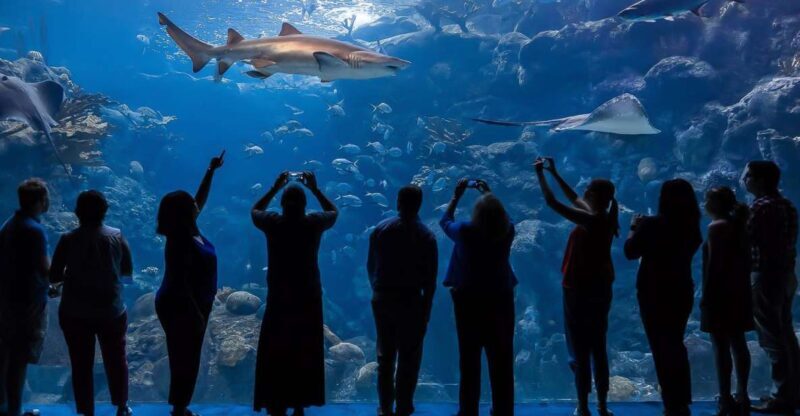 The Florida Aquarium Ticket - What You Can Expect at The Florida Aquarium