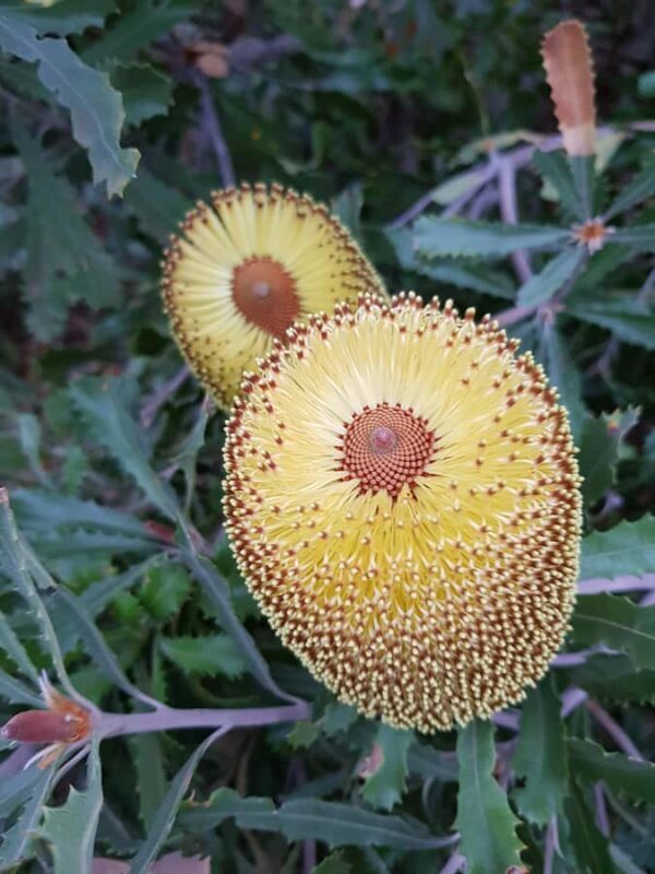 The Gap & Natural Wonders Tour - FAQs