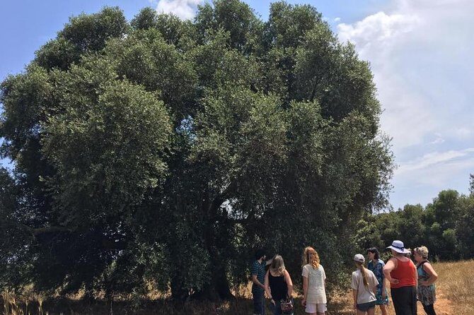 The Governor's Olive Mill Tour with Olive Oil Tasting - The Value of This Tour: Is It Worth It?