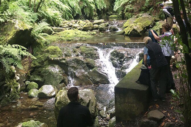 The King's Levada - Levada do Rei - Authentic Experiences Highlighted by Reviewers