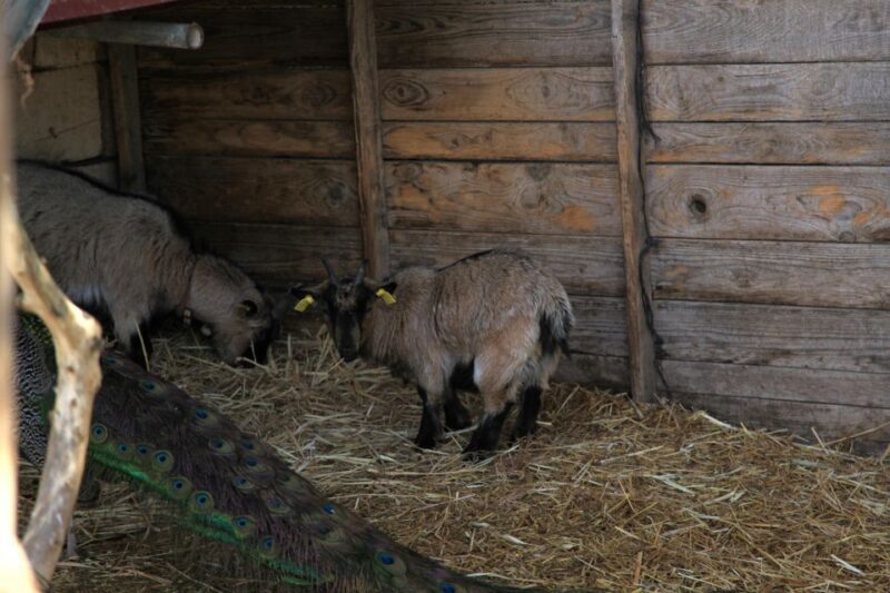 The Limestone Heritage Park and Gardens (Entry Ticket) - FAQ