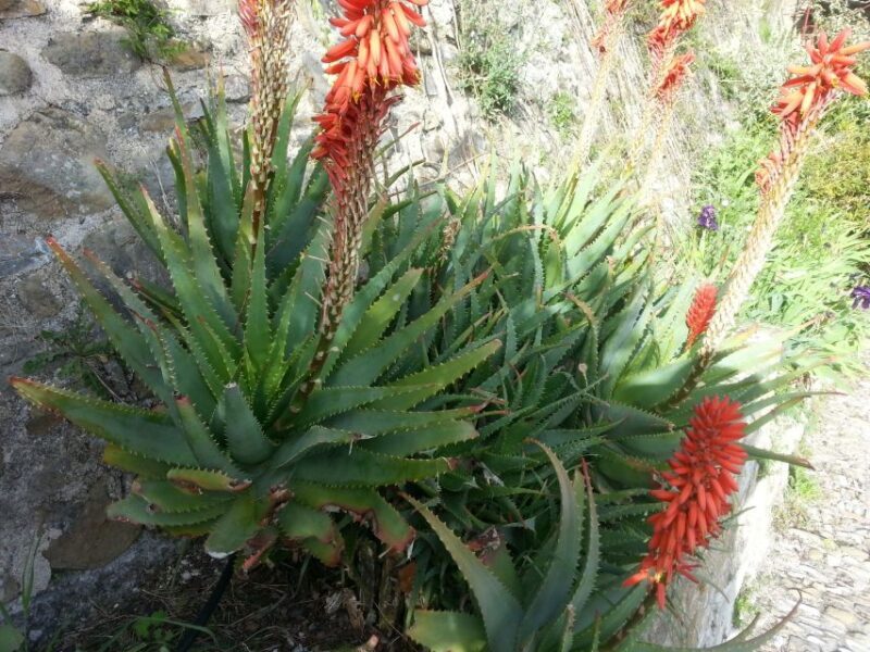 The Magic of the French Riviera: Full-Day Guided Tour - Cannes: The Glamorous Finale