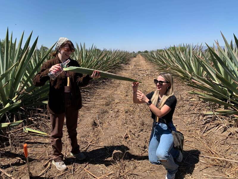 The Mezcal Journey - Exploring the Agave Fields