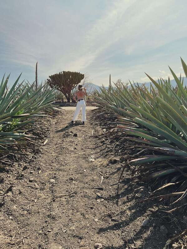 The Mezcal Journey - Tasting and Learning