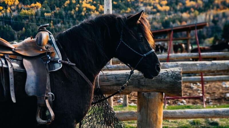 The Montagnarde: Guided horseback ride on mountain trails. - Who Would Enjoy This Tour?