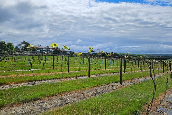 The NON BUS Torch Lake Traverse City Area Wine Tour - FAQ