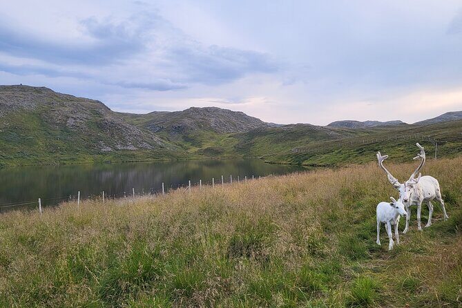 The North cape and the King crab - Key Points