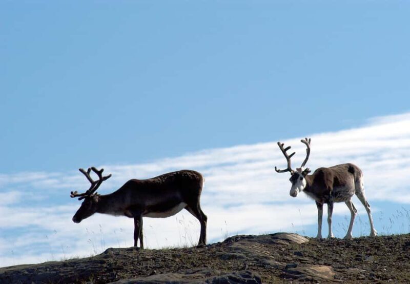 The North Cape Midnight Tour - An In-Depth Look at the North Cape Midnight Tour  