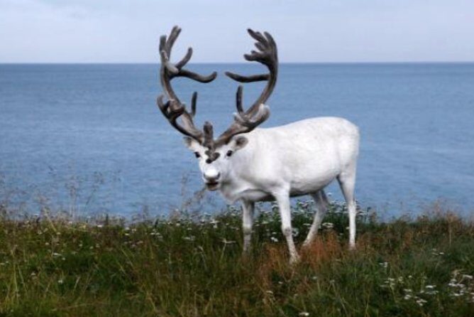 The North Cape, Reindeer and Sami Families Tour - Reviews & Authentic Perspectives