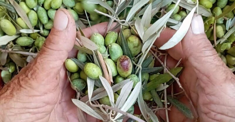 The Olive Oil Experience @ Lefkada Micro Farm - FAQ