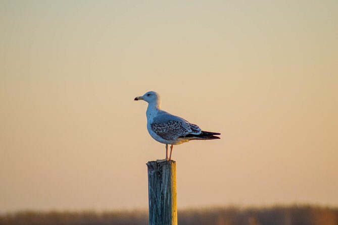 The Original Albufera Tour: Barraca, Boat Ride & Local Guide - Final Thoughts