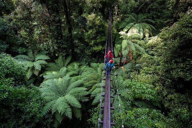 The Original Canopy Zipline Experience Private Tour From Auckland - An In-Depth Look at the Zipline Adventure
