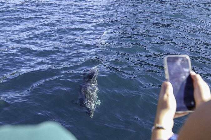 The Original Full day Bay of Islands Cruise with Dolphins - Final Thoughts: Is This Tour for You?