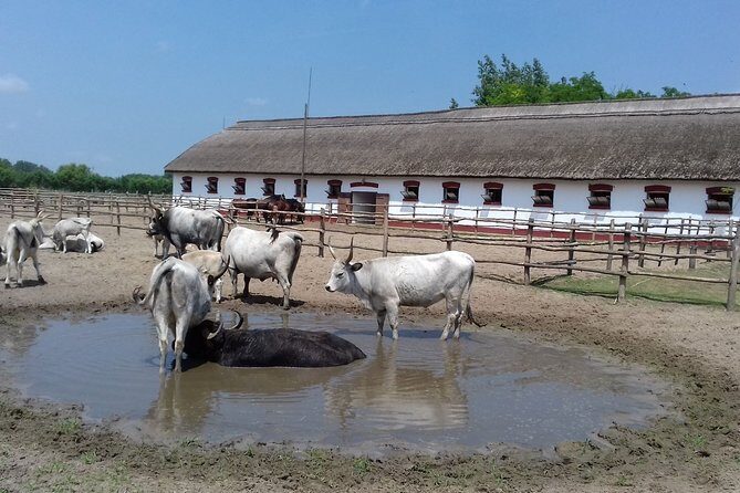 The "Puszta" Horse Show - Who Should Consider This Tour?