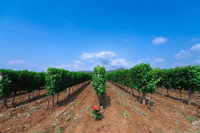 The selections - visit with Bolgheri wine tasting - FAQ