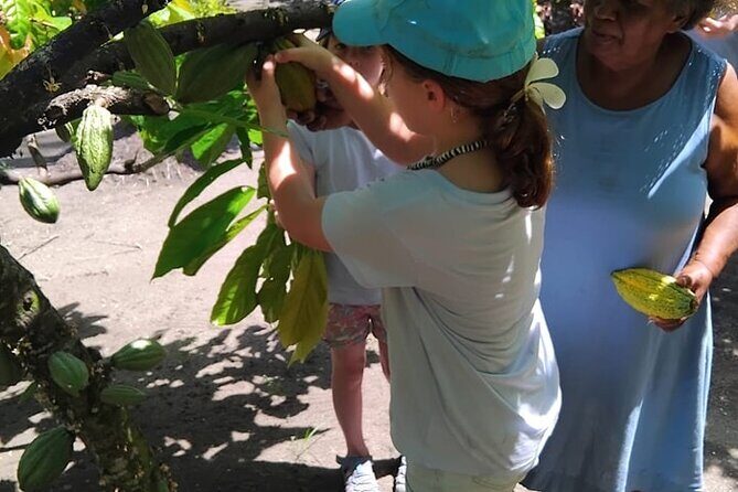 The Solomon Chocolate trail - Introduction