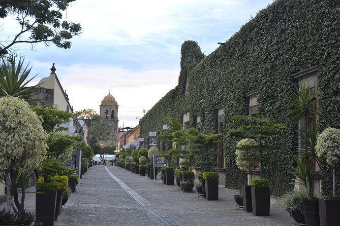 The Tequila Root - Key Points