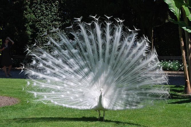 The three Borromean Islands with a private tour guide - The Allure of Lake Maggiores Borromean Islands