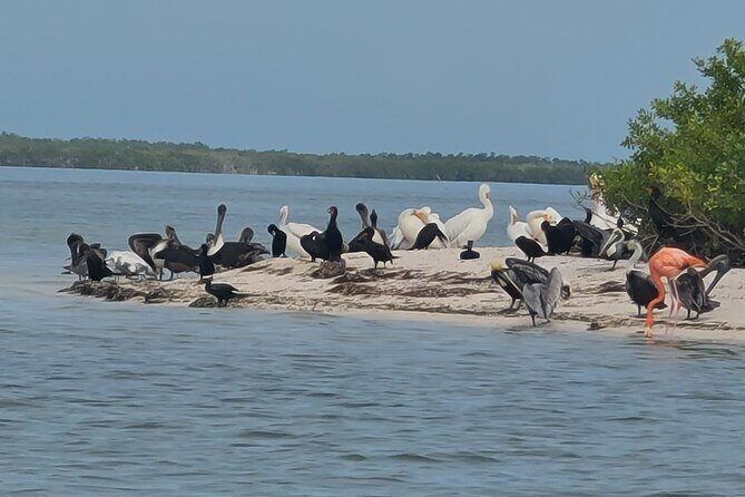 The Three Islands Tour Explore Holbox's Natural Wonders - Overall Value and Suitability