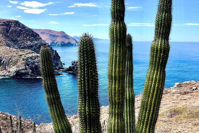 The Ultimate Camel Safari Experience in Los Cabos - An In-Depth Look at the Camel Safari Experience