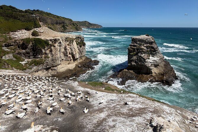 The Ultimate Muriwai Gannet Colony Experience Private Tour - Introduction