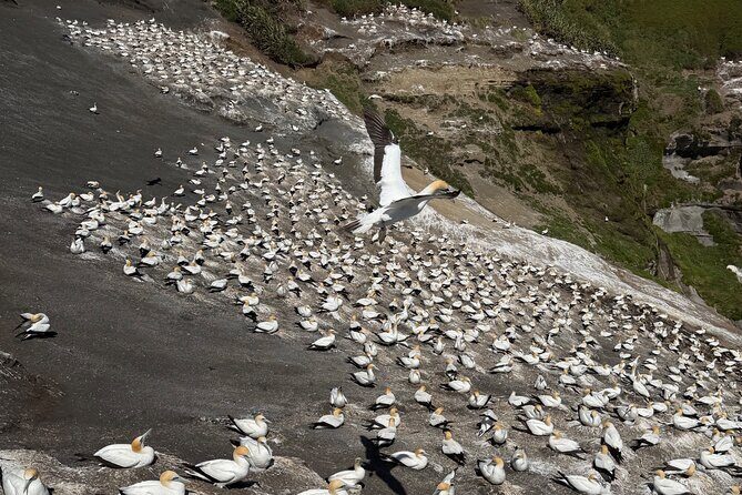 The Ultimate Muriwai Gannet Colony Experience Private Tour - Key Points