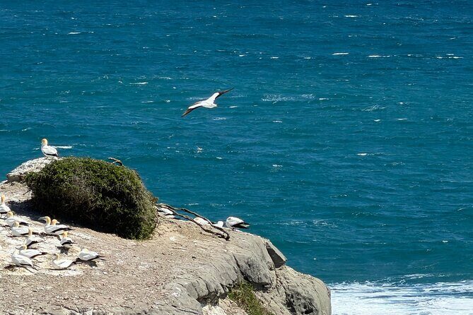 The Ultimate Muriwai Gannet Colony Experience Private Tour - Practical Details & Tips