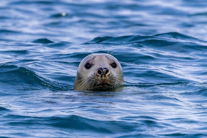 The Valentia Island Experience - The Experience of the Boat and Guides