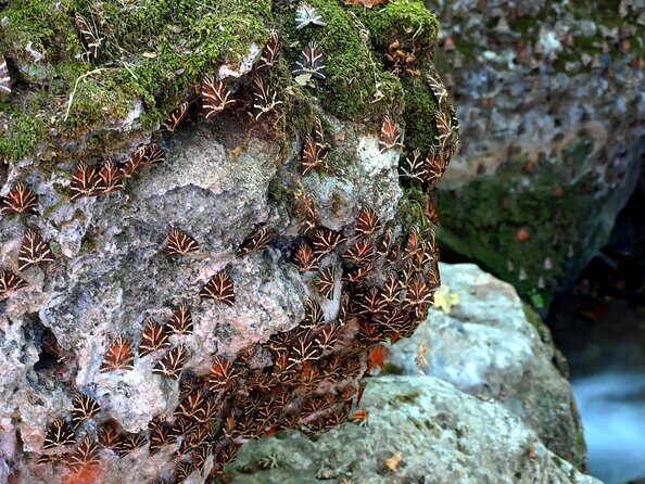 The Valley of Butterflies and Halki Day Tour - Key Points