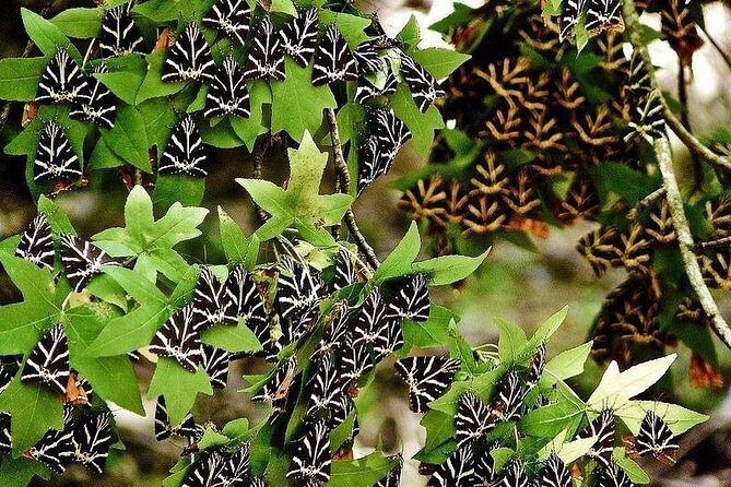 The Valley of Butterflies and Halki Day Tour - A Complete Breakdown of the Tour