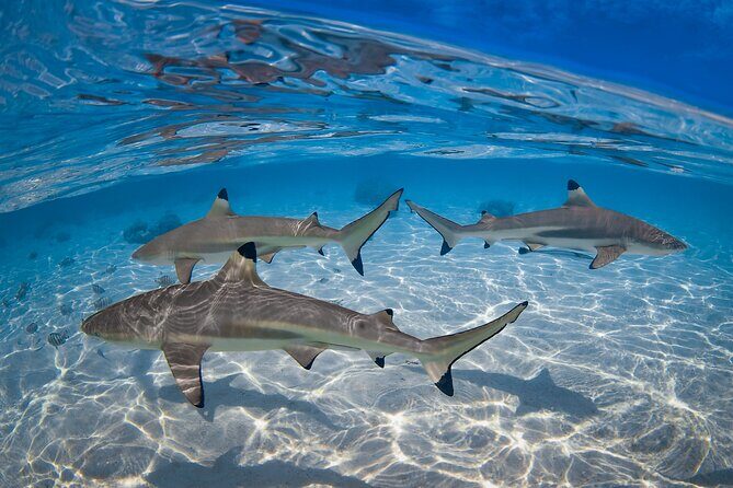 The Vanilla tour of Taha'a in a comfortable outrigger canoe - Final Thoughts