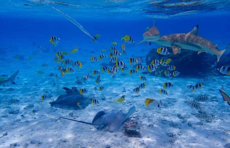 The Vanilla tour of Taha'a in a comfy outrigger canoe - The Sum Up: Is This Tour Right for You?