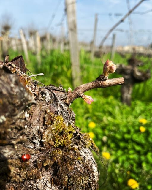 The vertical at Château Cruzeau - The Moment of Tasting: Four Vintages, One Experience
