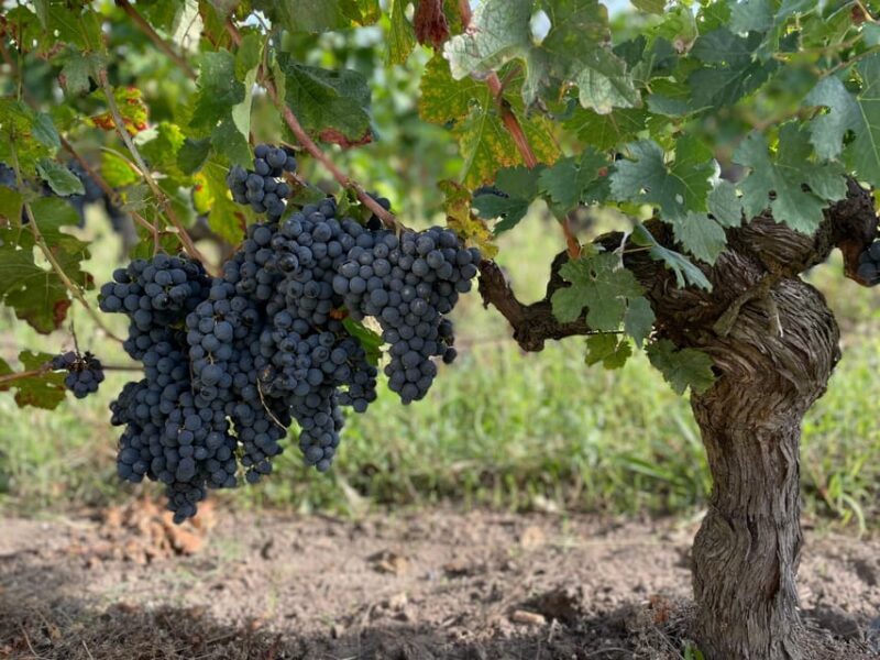 The vertical at Château Cruzeau - Practical Details & Value