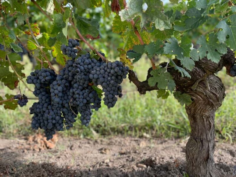 The vertical at Château Cruzeau - Final Thoughts: Who Is This Experience Best For?