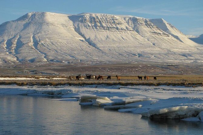 The Viking Horse Riding Experience in North Iceland - Overview and Why It Stands Out