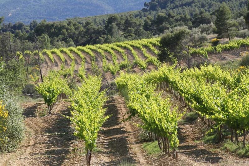 The wines of Provence.... a must to discover ! - FAQs